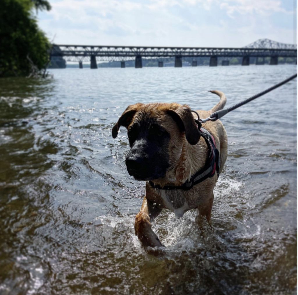 Summertime Pet Health Tips | North Alabama Animal Hospital